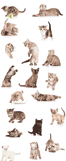 Nuisance, Stray And Feral Cats - The Wildlife Whisperer