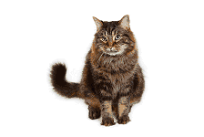 Nuisance, Stray And Feral Cats - The Wildlife Whisperer