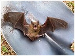 Handling And Launching Bats