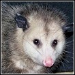 Opossums - The Wildlife Whisperer