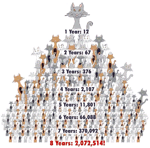 Nuisance, Stray And Feral Cats - The Wildlife Whisperer