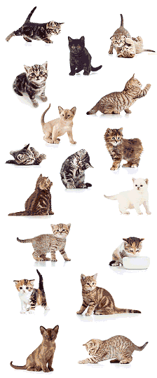 Nuisance, Stray And Feral Cats - The Wildlife Whisperer