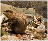 Beaver Facts