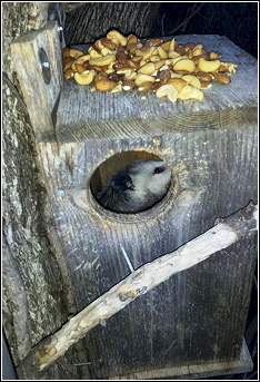 Opossums - The Wildlife Whisperer