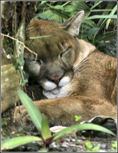 The Florida Panther